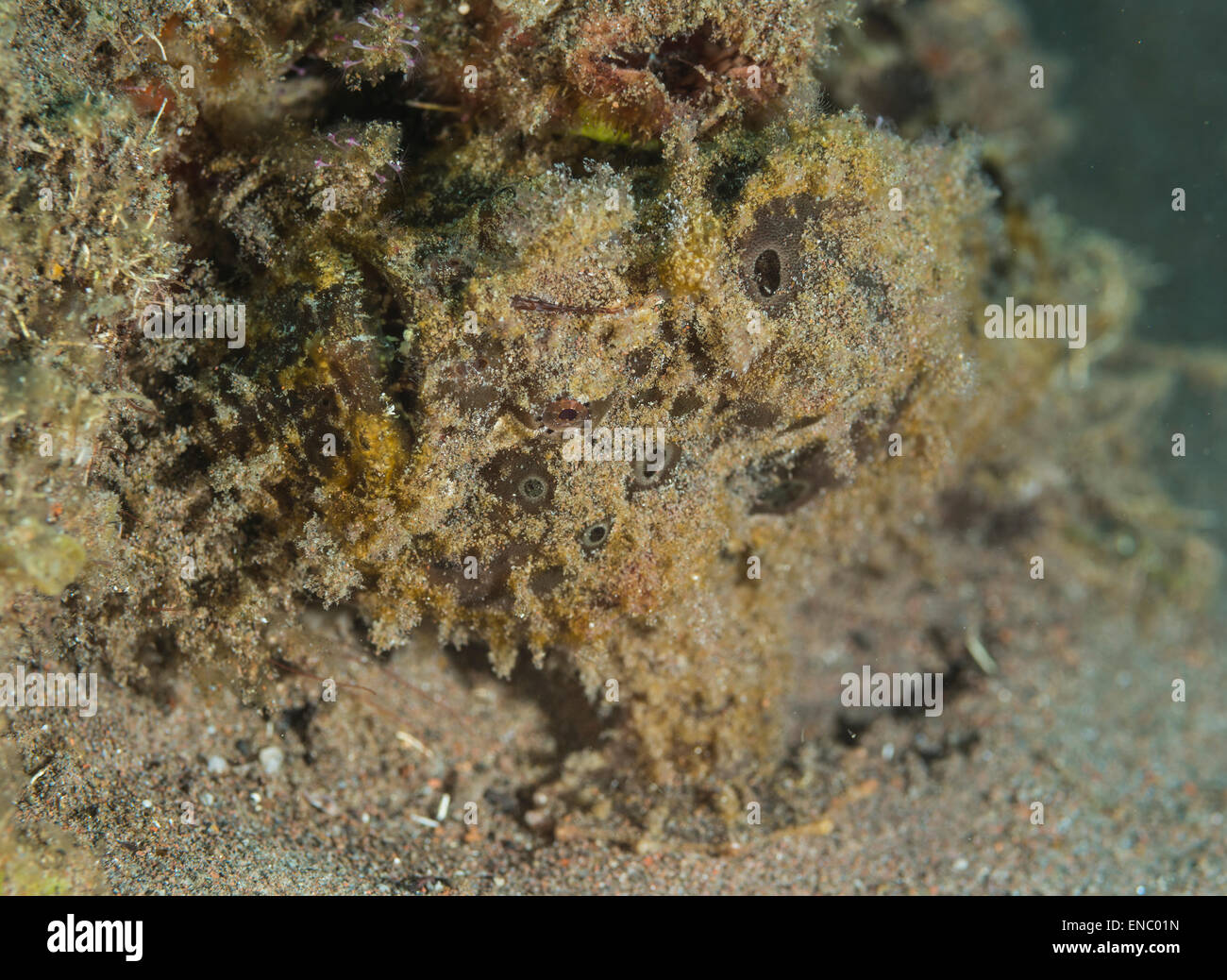 Antennarius hispidus shaggy frogfish hi-res stock photography and ...