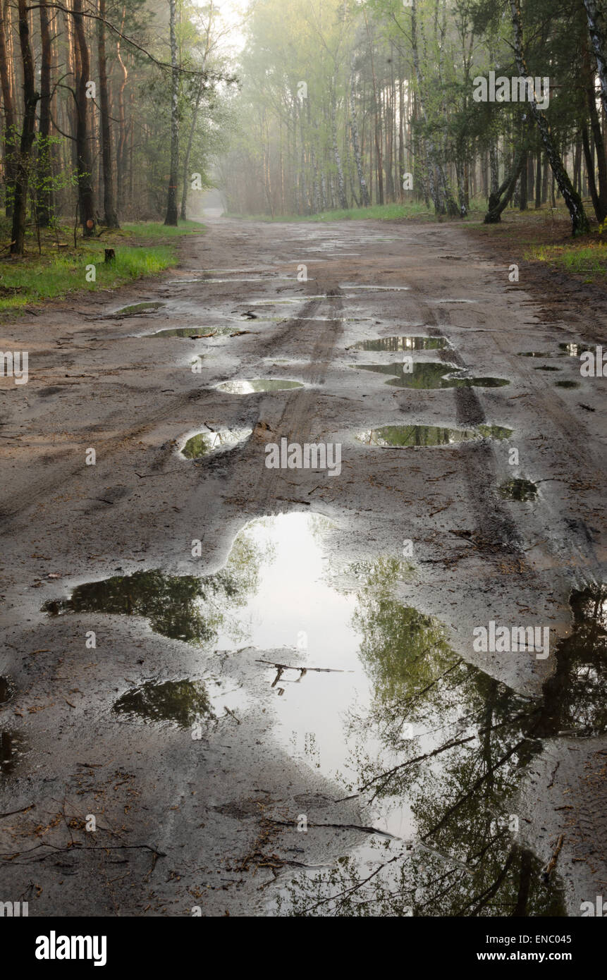 Rain puddle trees hi-res stock photography and images - Alamy