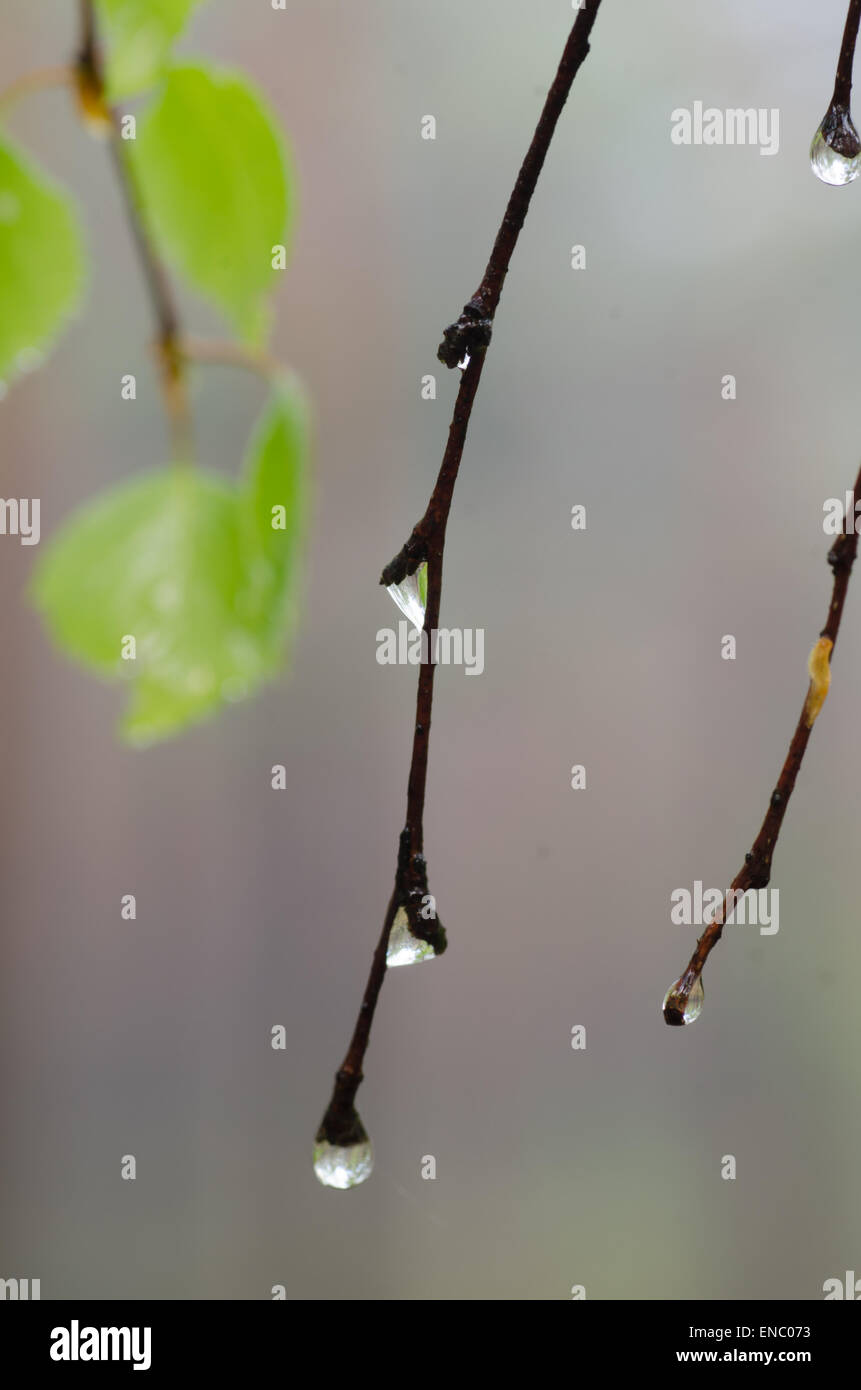 Water birch hi-res stock photography and images - Alamy
