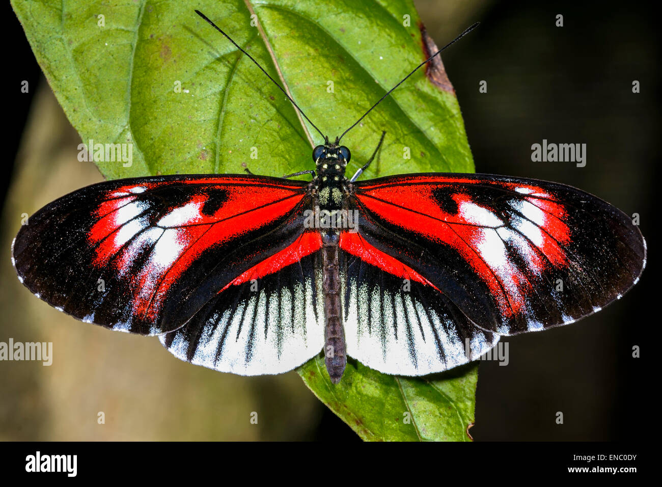Piano key butterfly hi-res stock photography and images - Alamy