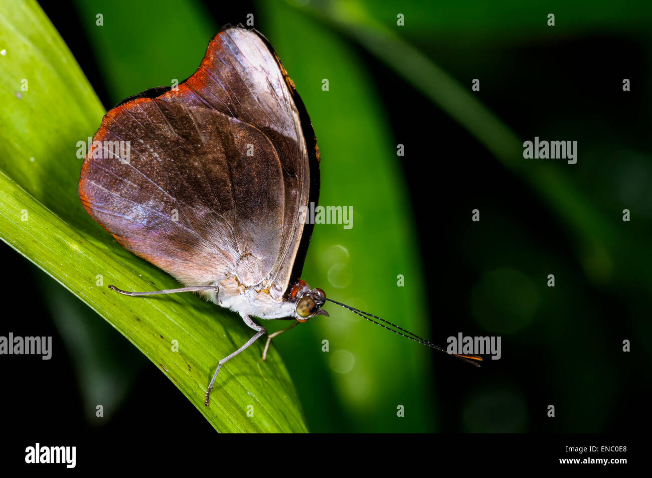 Grecian shoemaker butterfly hi-res stock photography and images - Alamy