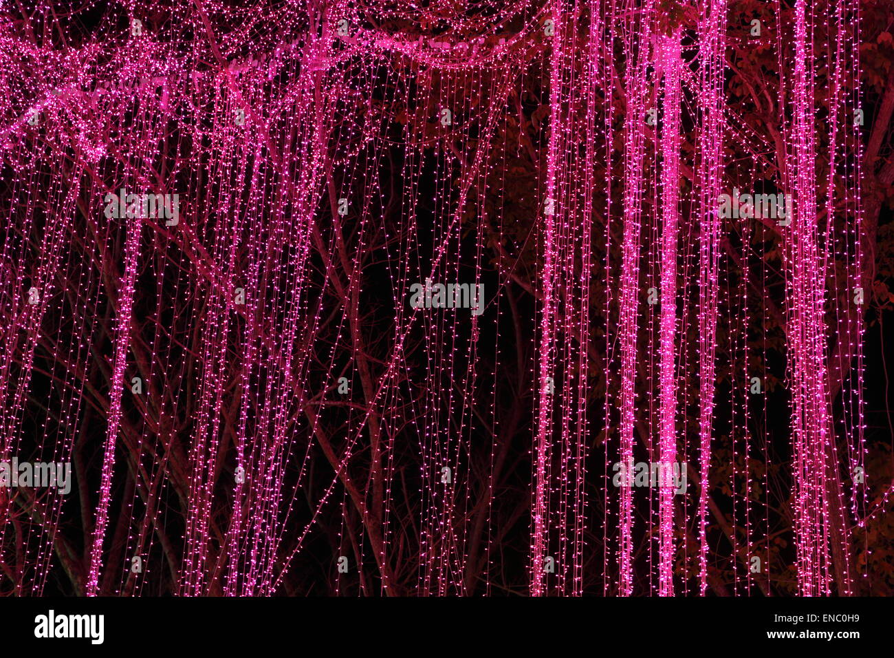 LED lighting decoration on a tree (celebrating event Stock Photo - Alamy