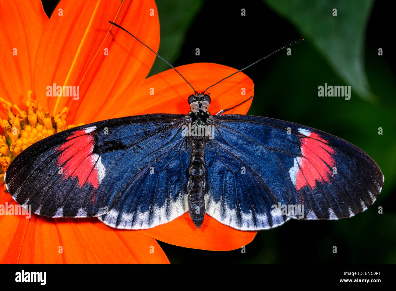 red postman, heliconius erato Stock Photo - Alamy