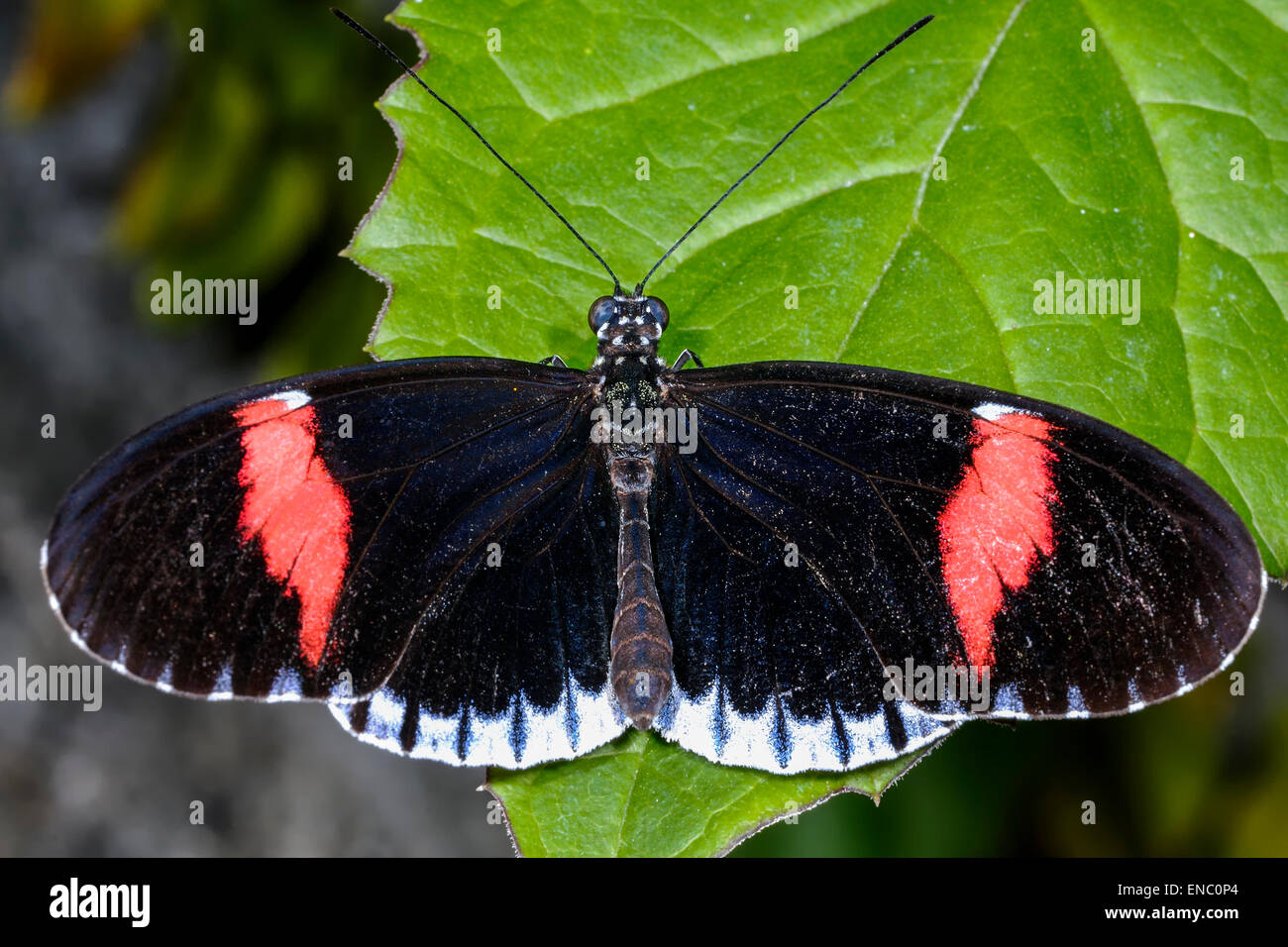 red postman, heliconius melpomene cythera Stock Photo - Alamy