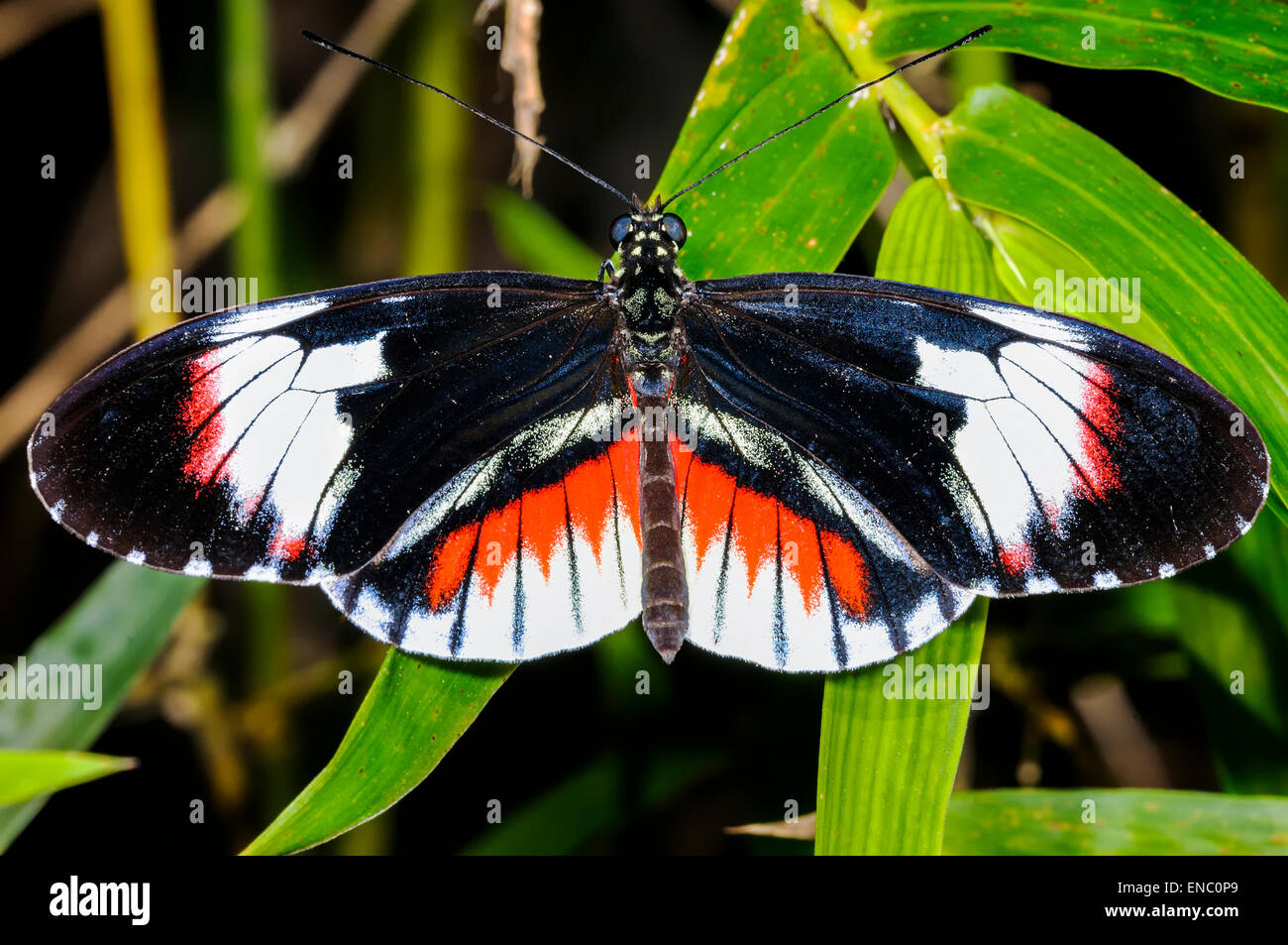 Piano key butterfly hi-res stock photography and images - Alamy