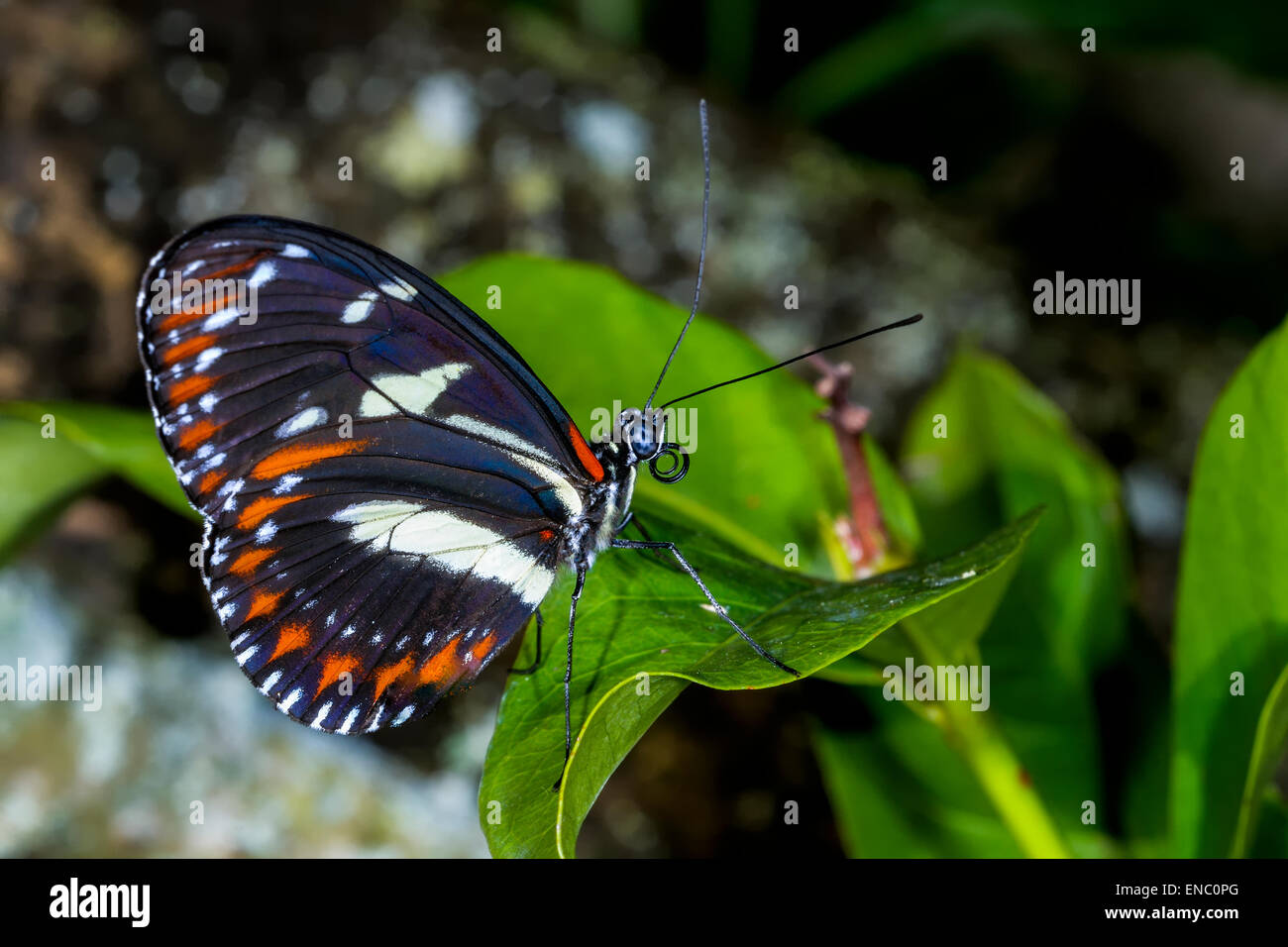 Atthis butterfly hi-res stock photography and images - Alamy