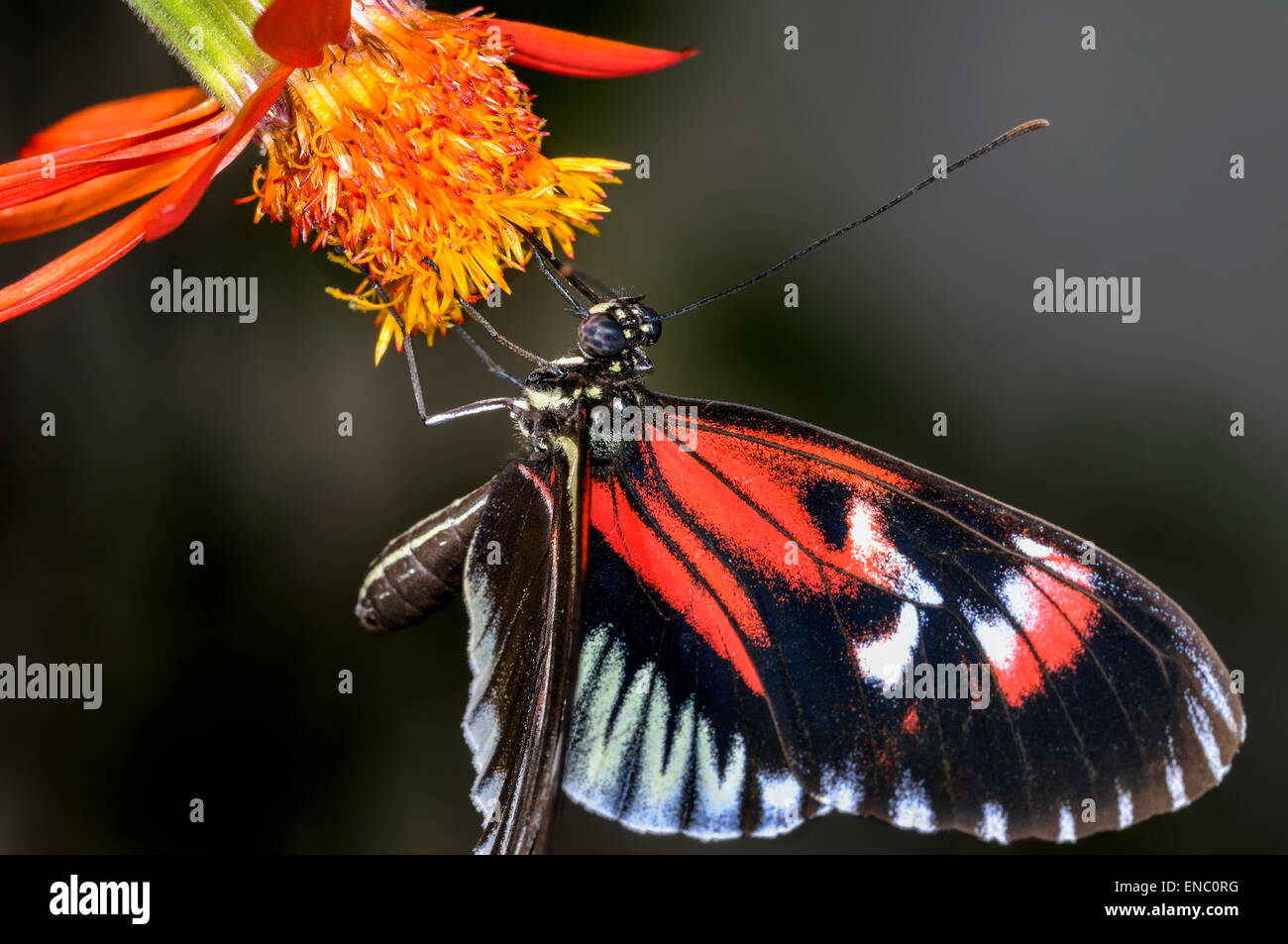 Piano key butterfly hi-res stock photography and images - Alamy