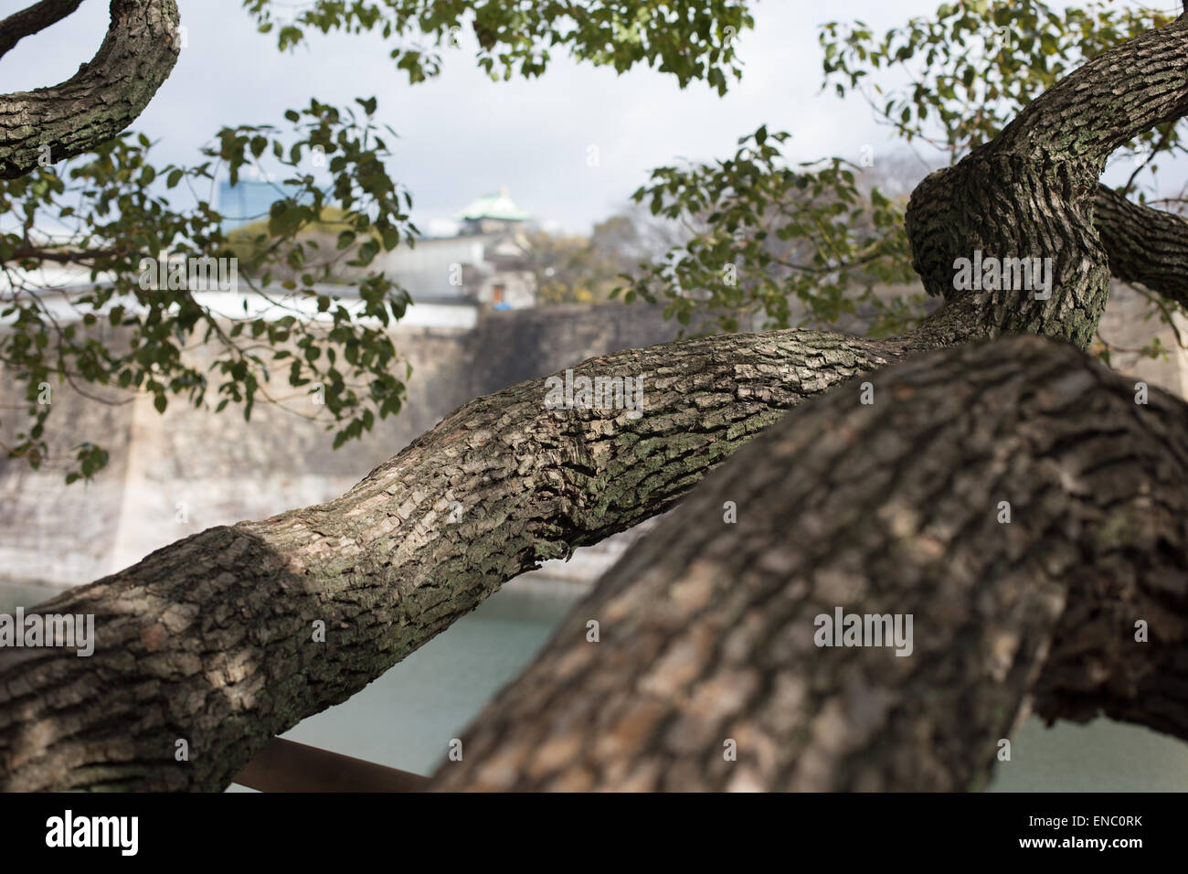 Osaka Castle seen through tree branches of the surrounding park, Osaka ...