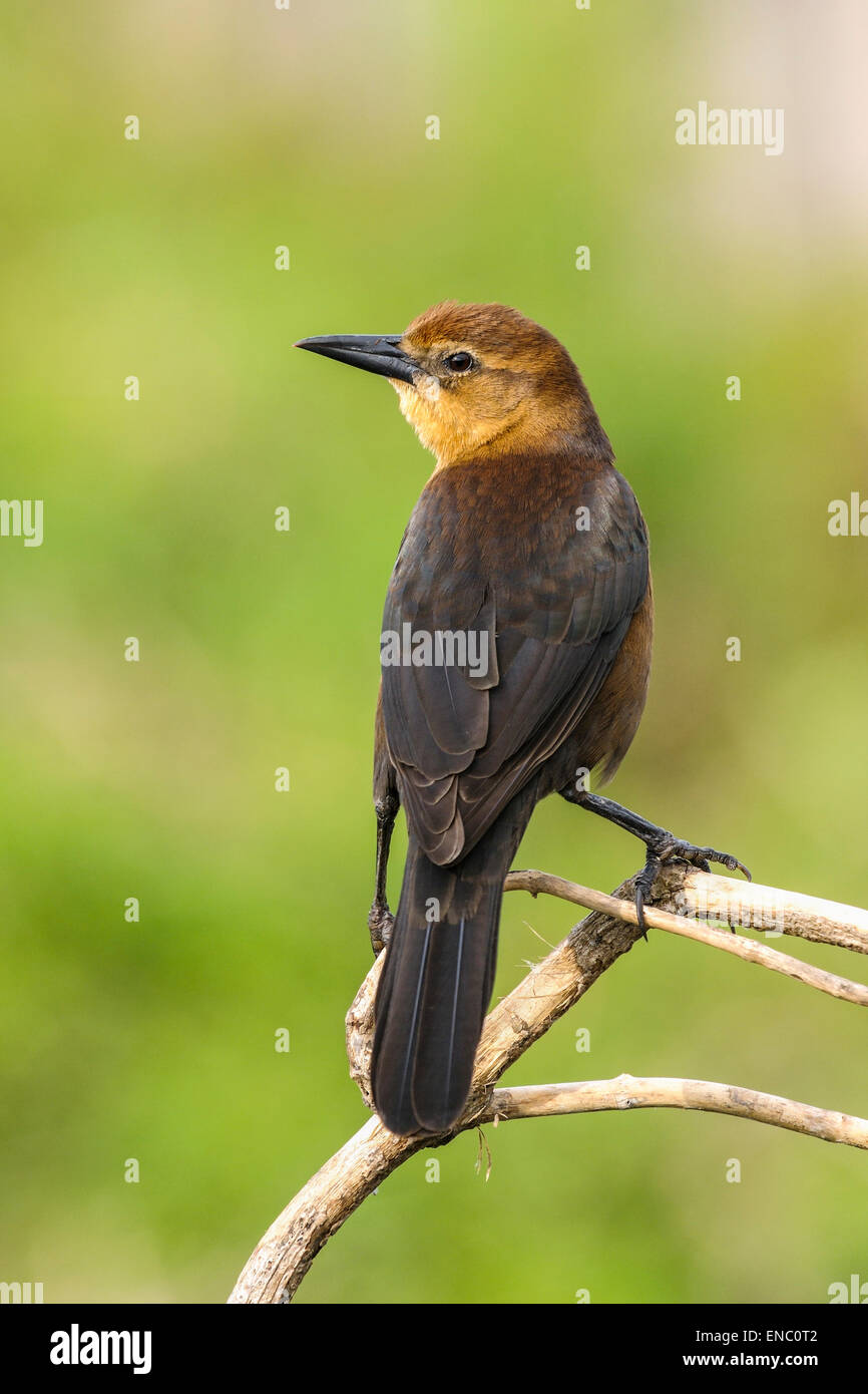 Florida common grackle hi-res stock photography and images - Alamy