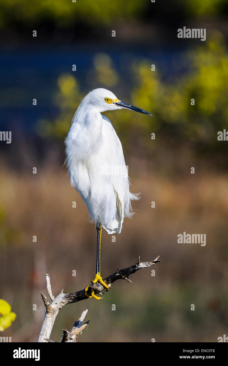 snowy egret, egretta thula Stock Photo - Alamy