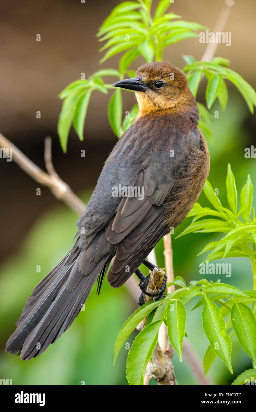 boat-tailed grackle, quiscalus major Stock Photo - Alamy