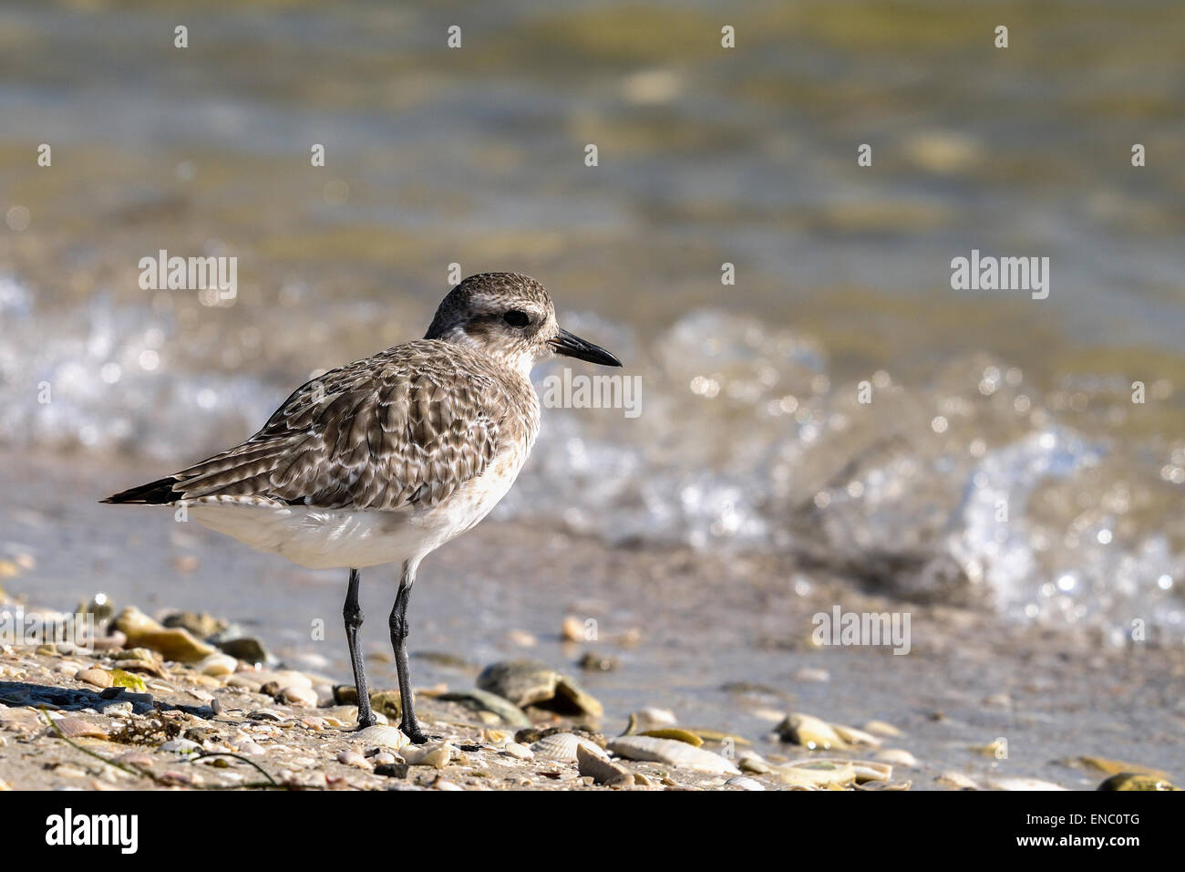 Calidris alba hi-res stock photography and images - Alamy
