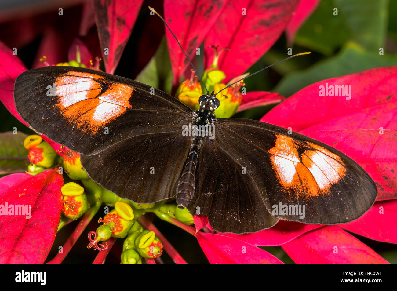 Butterfly leg heliconius melpomene hi-res stock photography and images ...