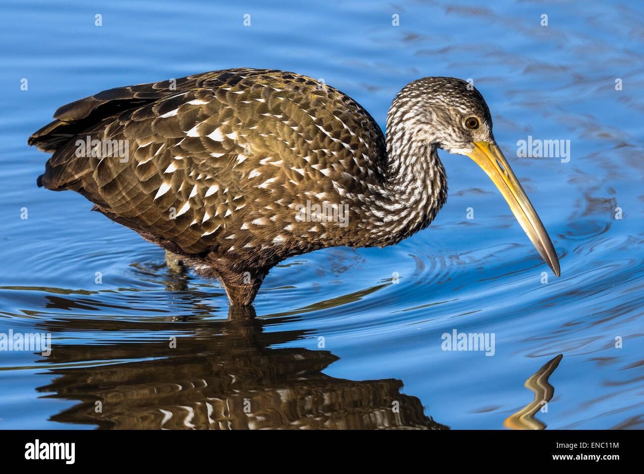 aramus guarauna, limpkin Stock Photo - Alamy