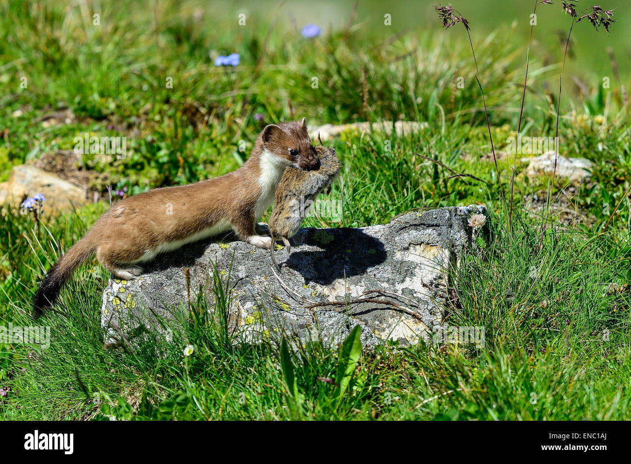 Stoat hi-res stock photography and images - Alamy