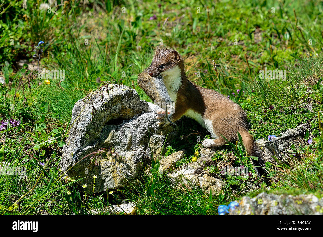 Stoat with vole hi-res stock photography and images - Alamy