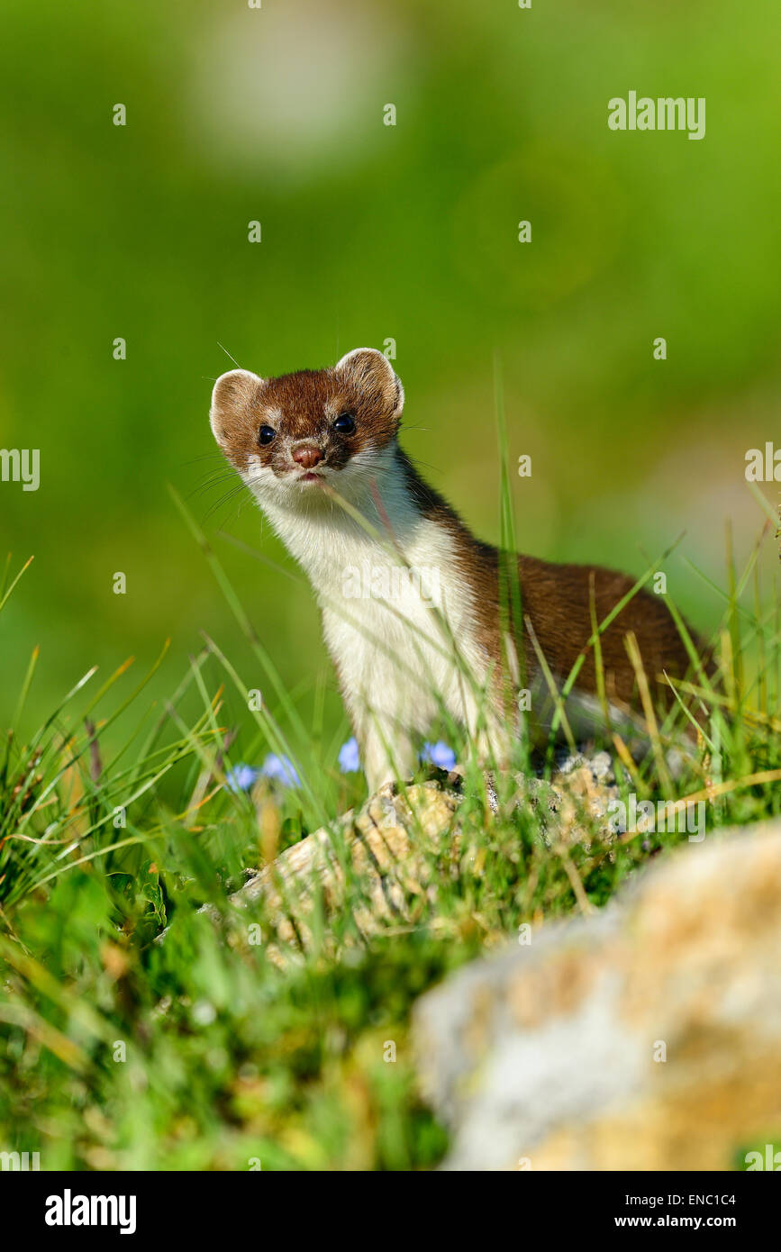 Stoat hi-res stock photography and images - Alamy