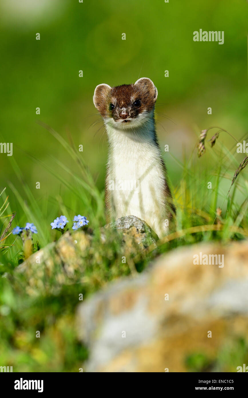 stoat at großglockner Stock Photo - Alamy