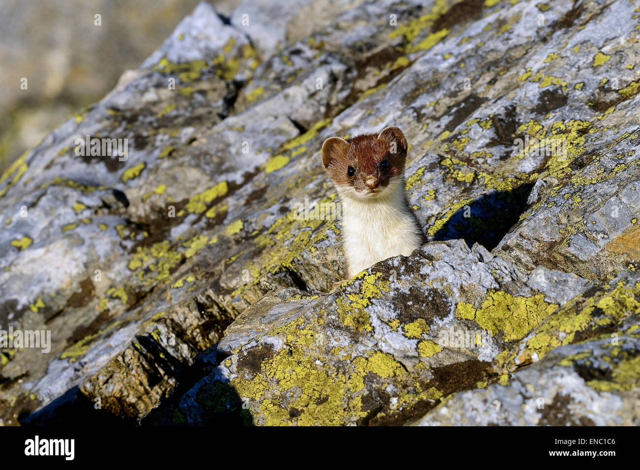 Stoat standing hi-res stock photography and images - Alamy