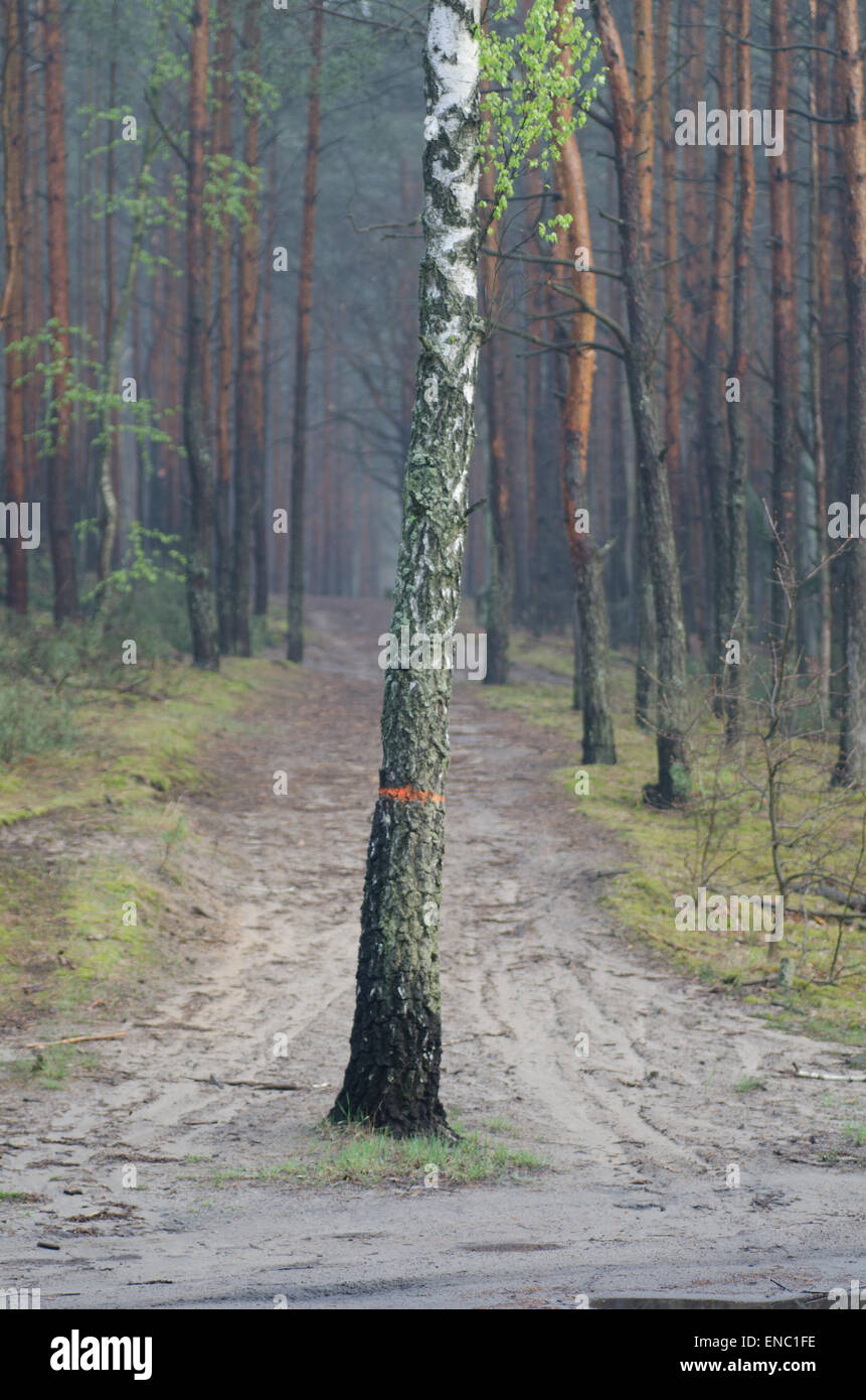 Birch pine forest hi-res stock photography and images - Alamy