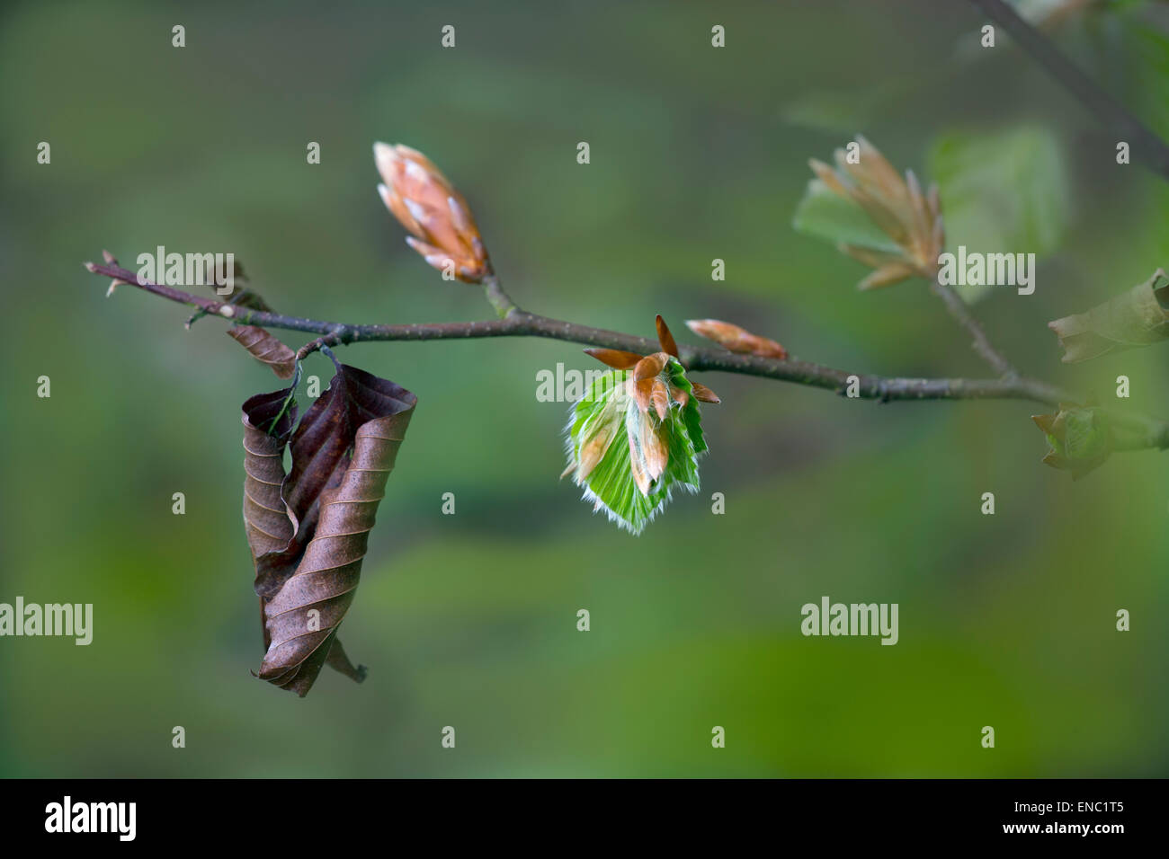 Beech buds hi-res stock photography and images - Alamy