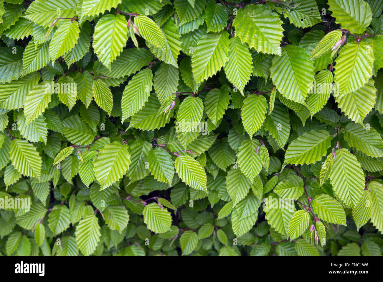 Fresh new leaves on Hornbeam Carpinus batulus hedge Spring Stock Photo ...