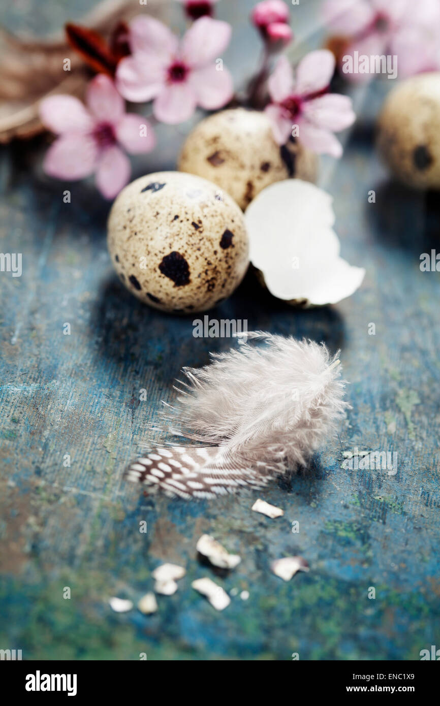 Easter composition with quail eggs and Cherry Blossom branches Stock ...