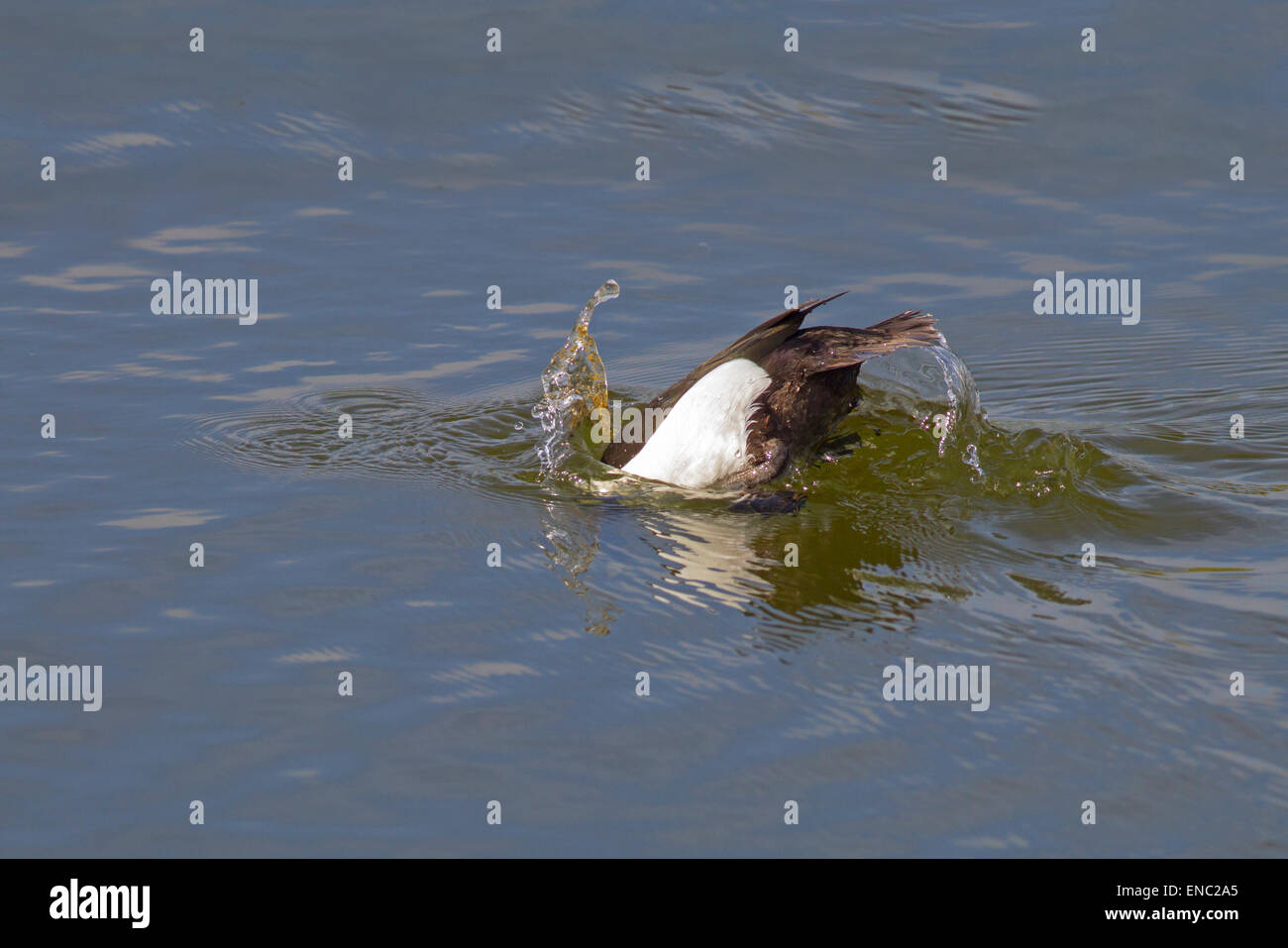 Freshwater diving duck hi-res stock photography and images - Alamy