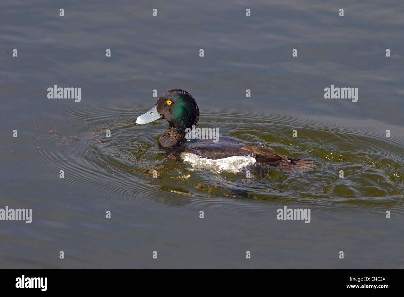 Duck swimming underwater hi-res stock photography and images - Alamy