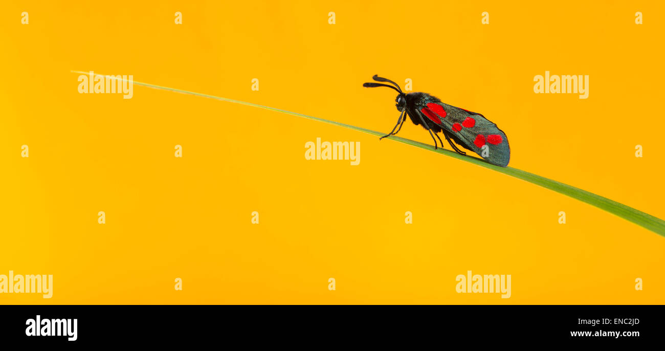 Spot the insect hi-res stock photography and images - Alamy