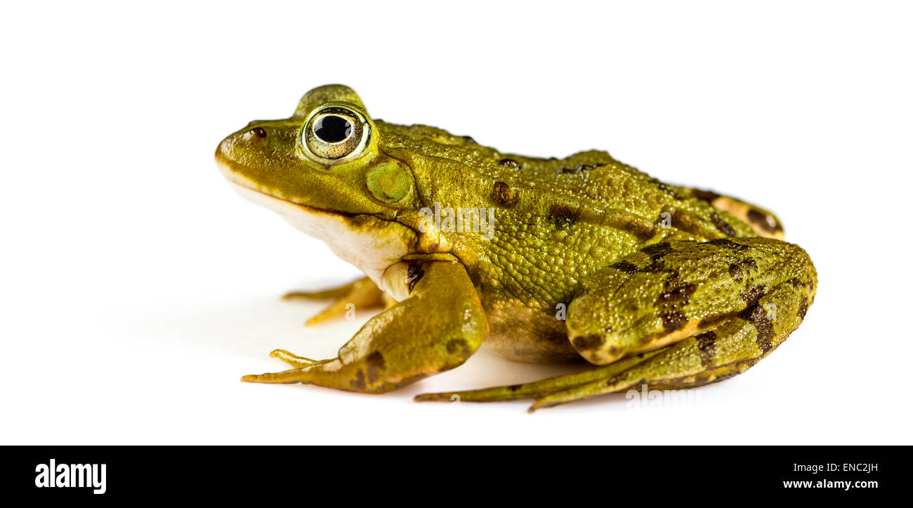 Common European frog or Edible Frog, Rana kl. Esculenta, in front of ...