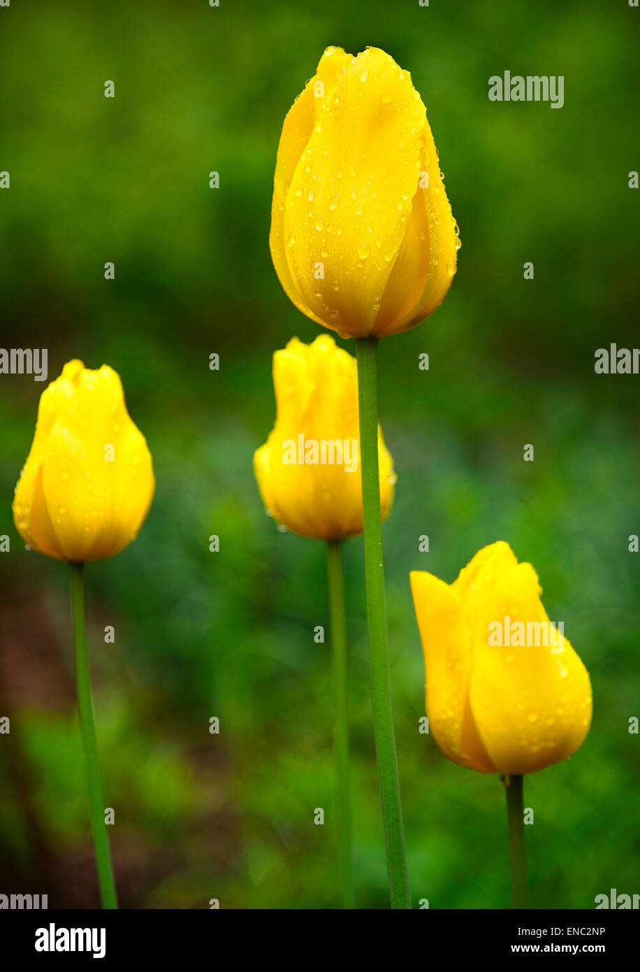 Yellow spring tulips Stock Photo - Alamy