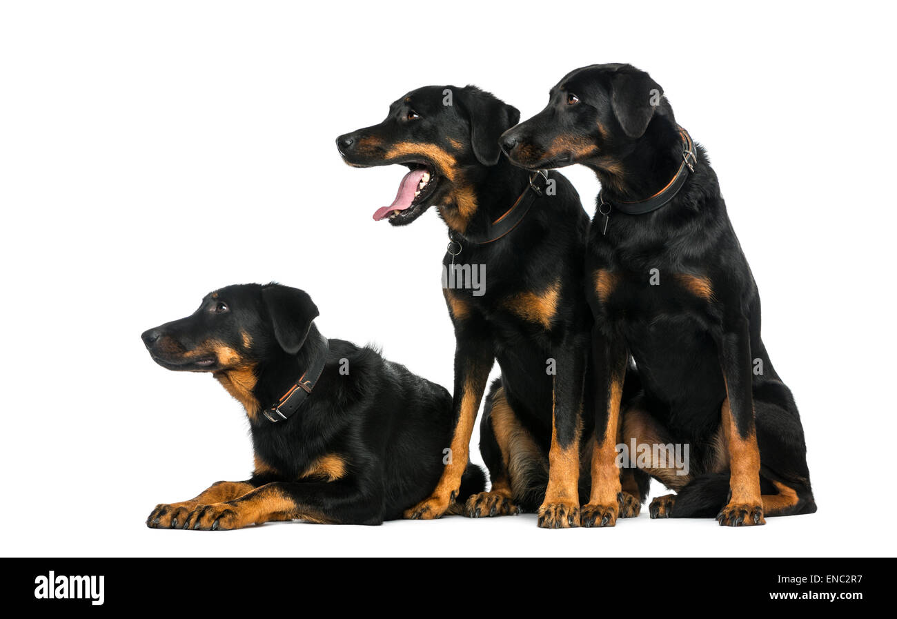 Three Beaucerons in front of a white background Stock Photo - Alamy