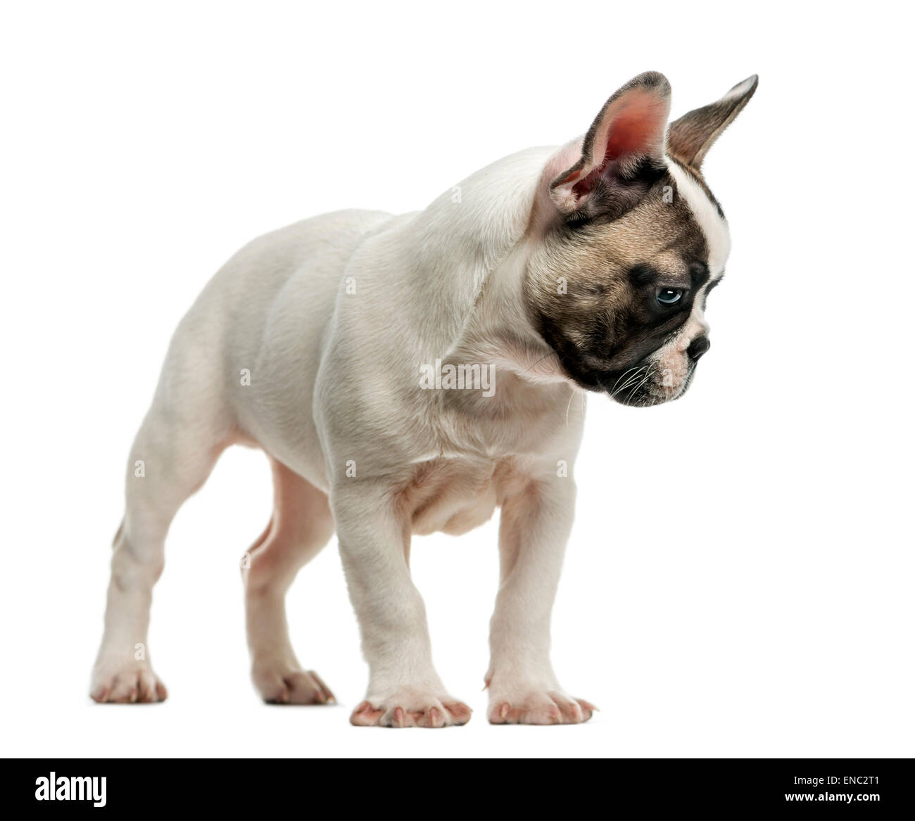 French Bulldog (3 months old) in front of a white background Stock ...