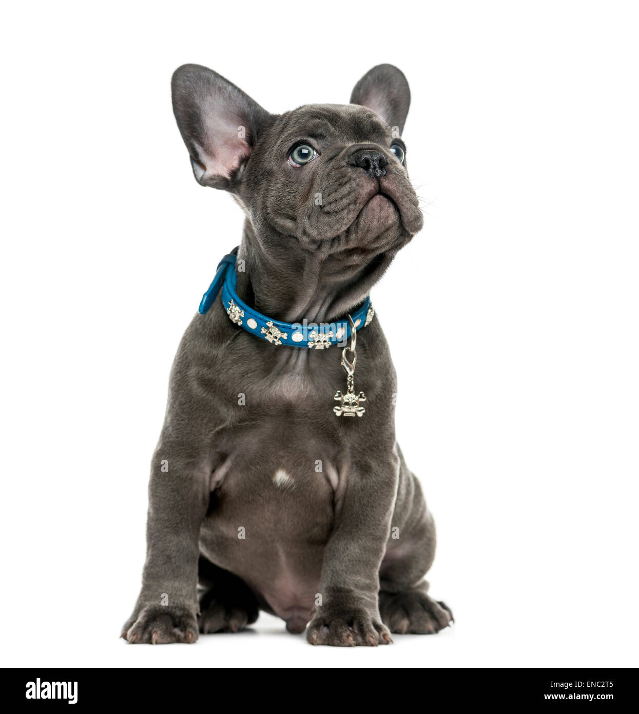 French Bulldog (2 months old) in front of a white background Stock ...