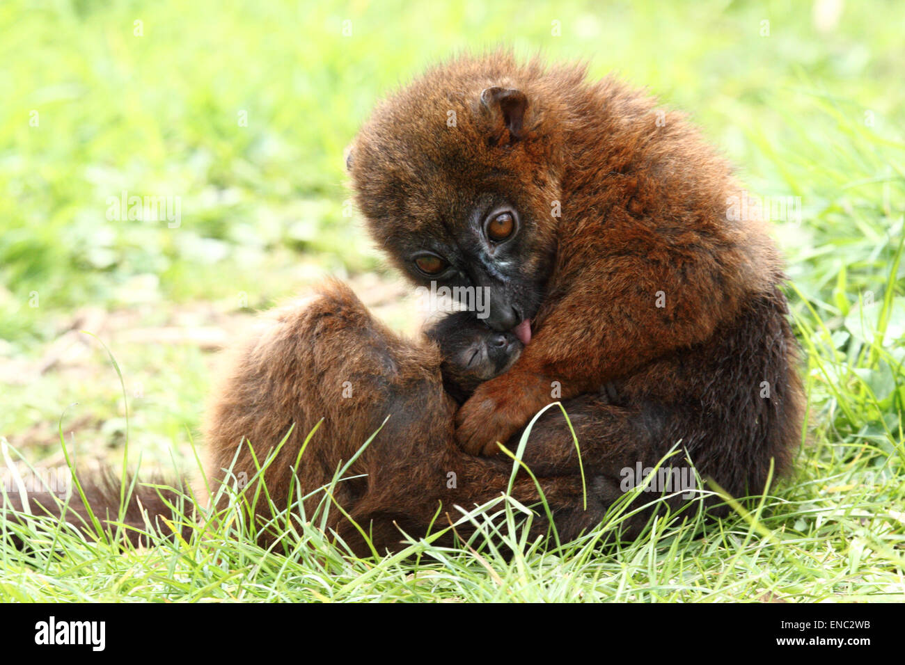 Red Bellied Lemur baby with it's mother Stock Photo - Alamy