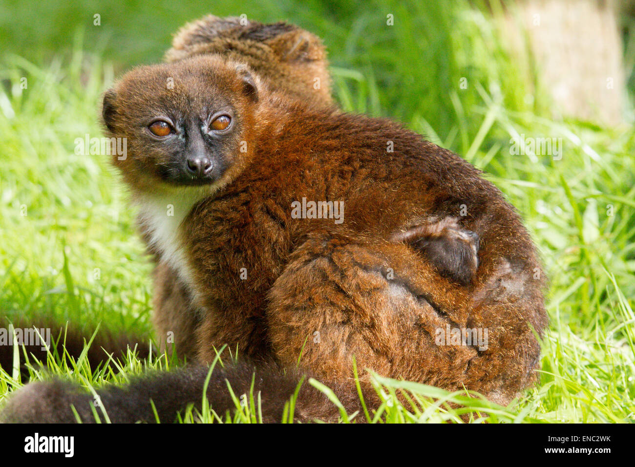 Red Bellied Lemur baby with it's mother Stock Photo - Alamy