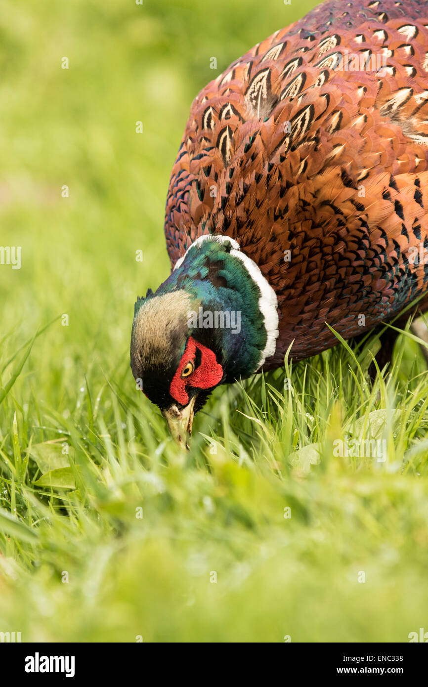 Wild Male Cock Pheasant, Phasianus colchicus, ring neck Pheasant, with a bright red eye patch ...