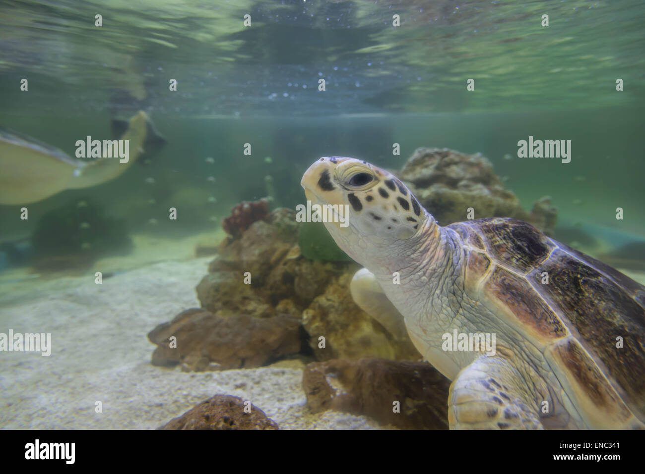 Hawksbill sea turtles hi-res stock photography and images - Alamy