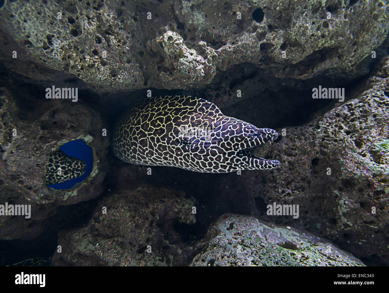Hiding behind rocks hi-res stock photography and images - Alamy
