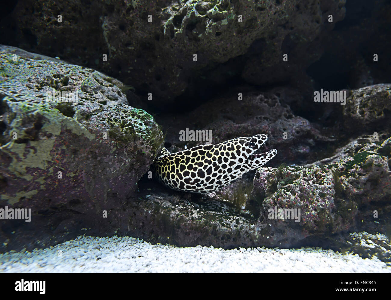 Hiding behind rocks hi-res stock photography and images - Alamy