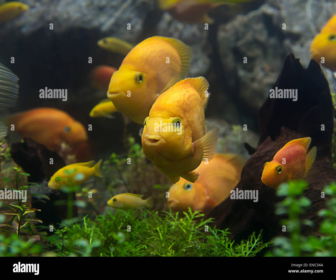 Fish live in water sources Many varieties Stock Photo - Alamy