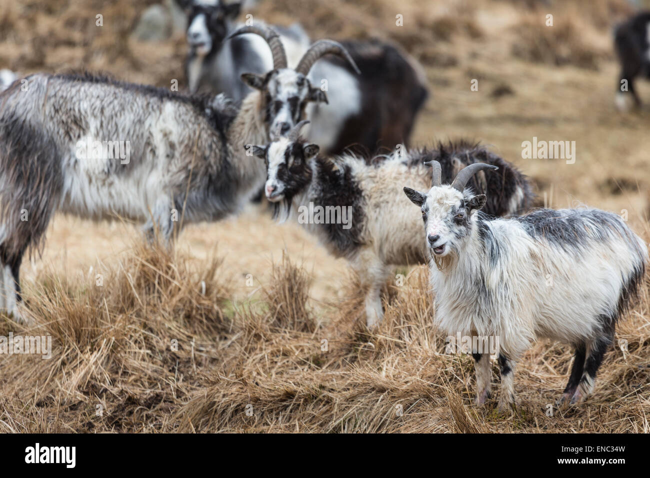 Goats at the Wild Goat Park in Galloway Forest Park in Scotland Stock ...
