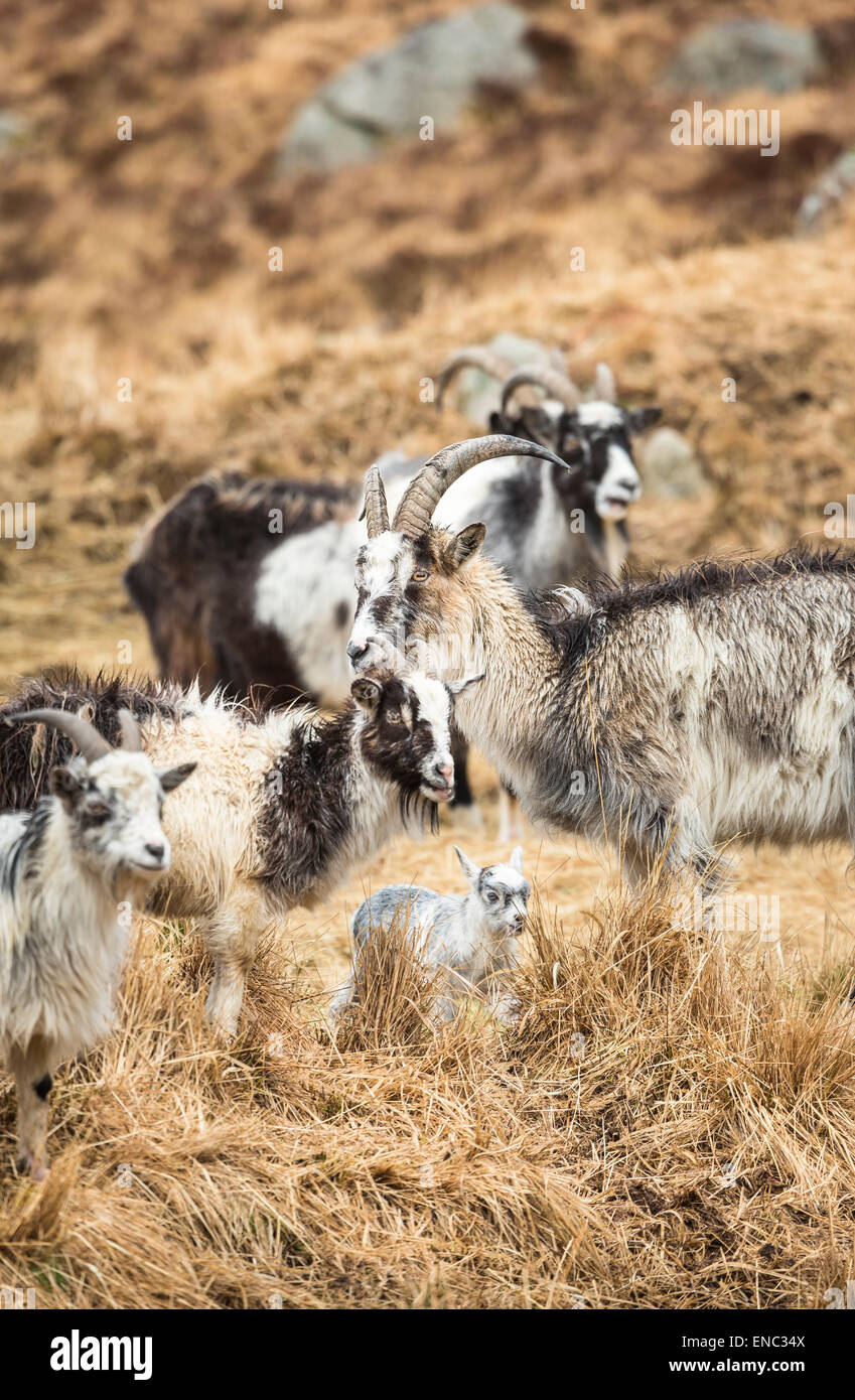 Goats at the Wild Goat Park in Galloway Forest Park in Scotland Stock ...