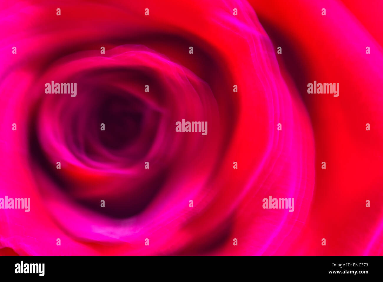 Focus red rose hi-res stock photography and images - Alamy