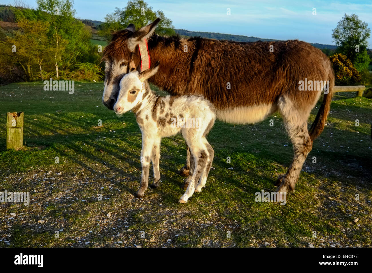 The joys of spring a new born donkey with mother about a day old born ...