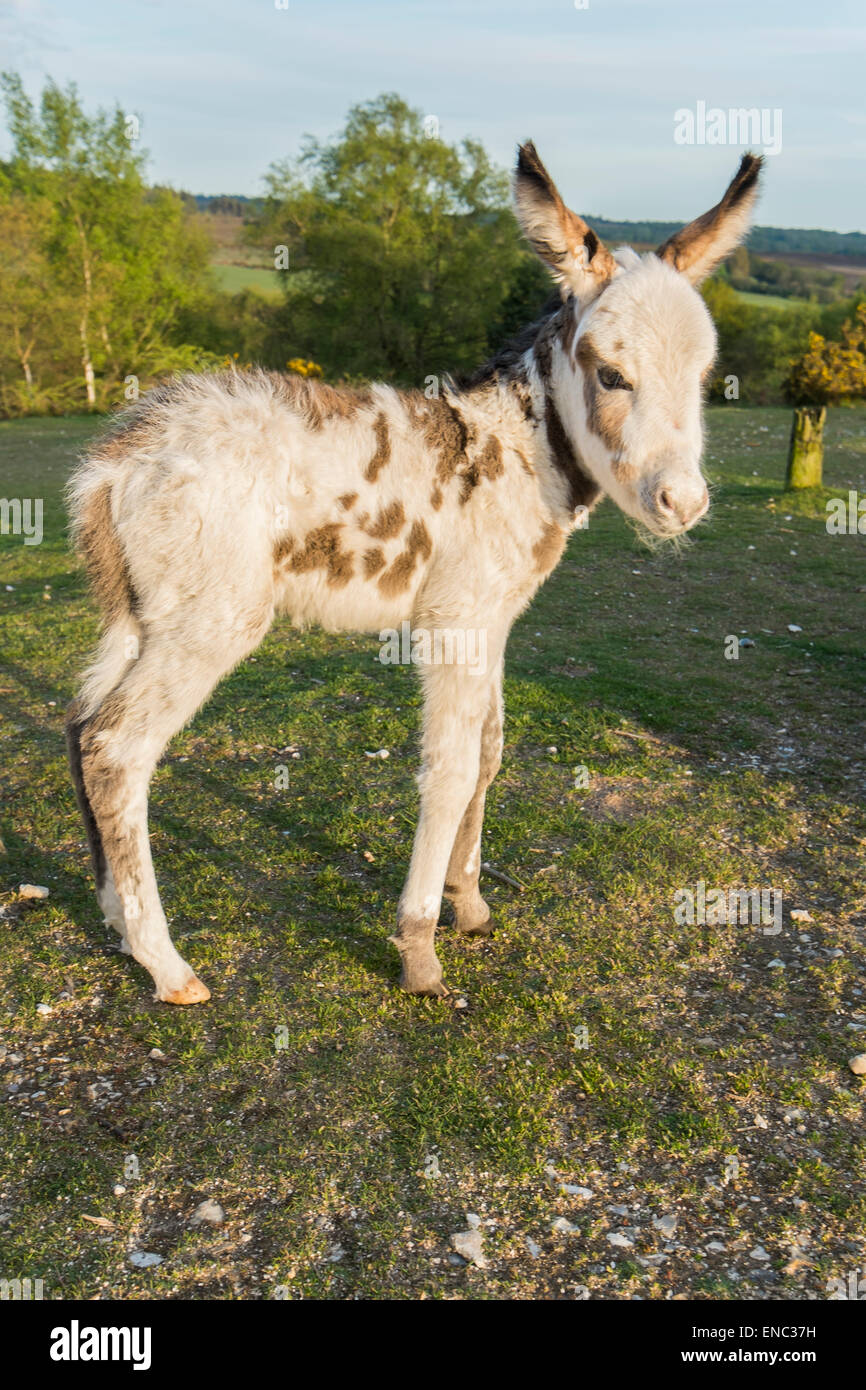 The joys of spring a new born donkey about a day old born in the ...