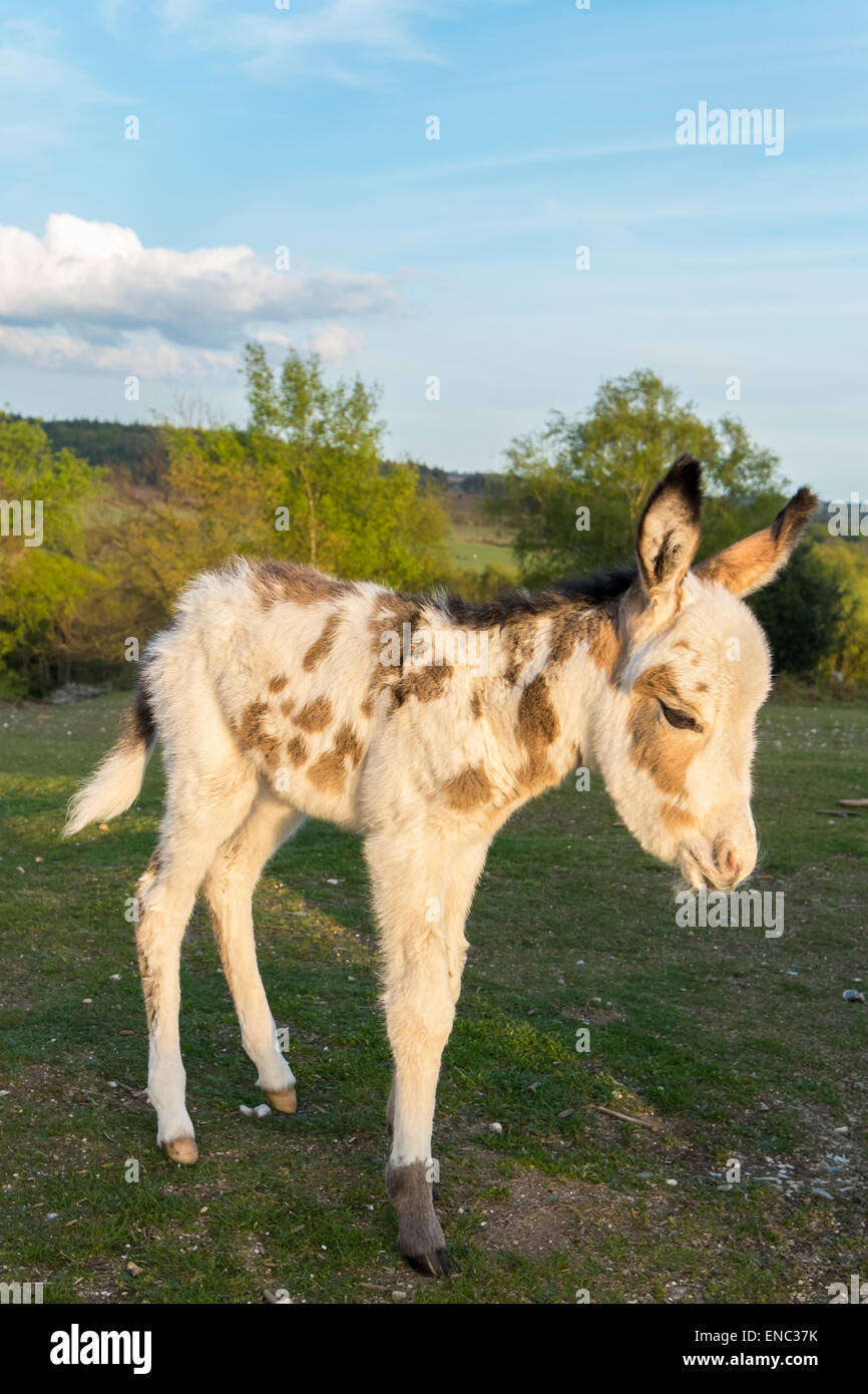 The joys of spring a new born donkey about a day old born in the ...