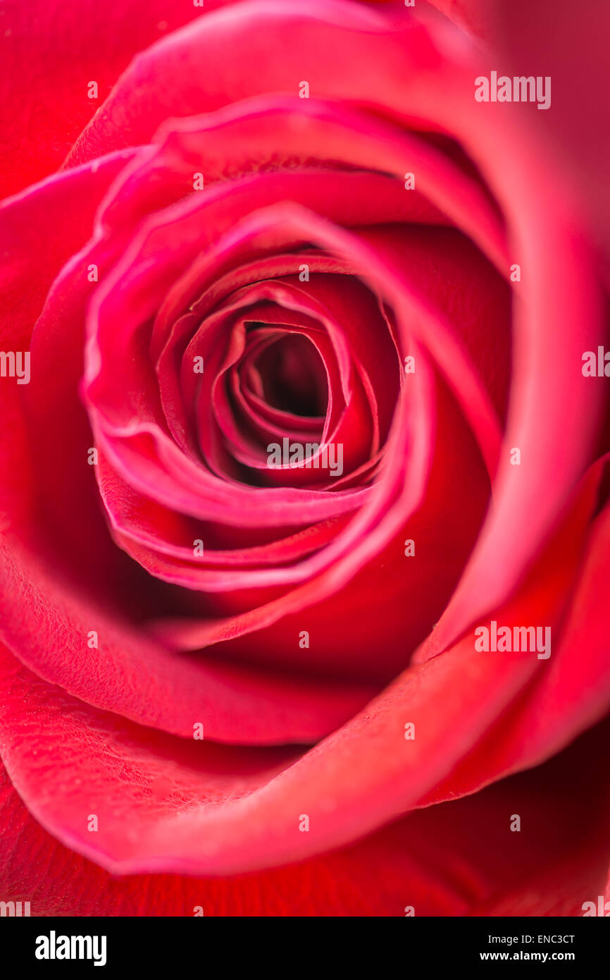 Red rose macro close up Stock Photo - Alamy