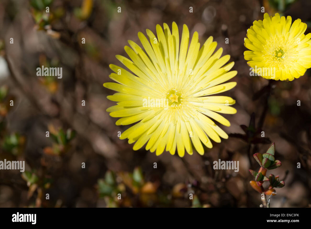 Lampranthus yellow aizoaceae succulent hi-res stock photography and ...